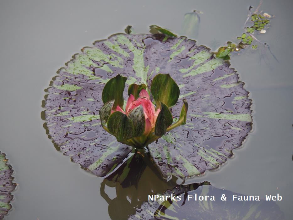 NParks | Nymphaea 'Nangkwag'
