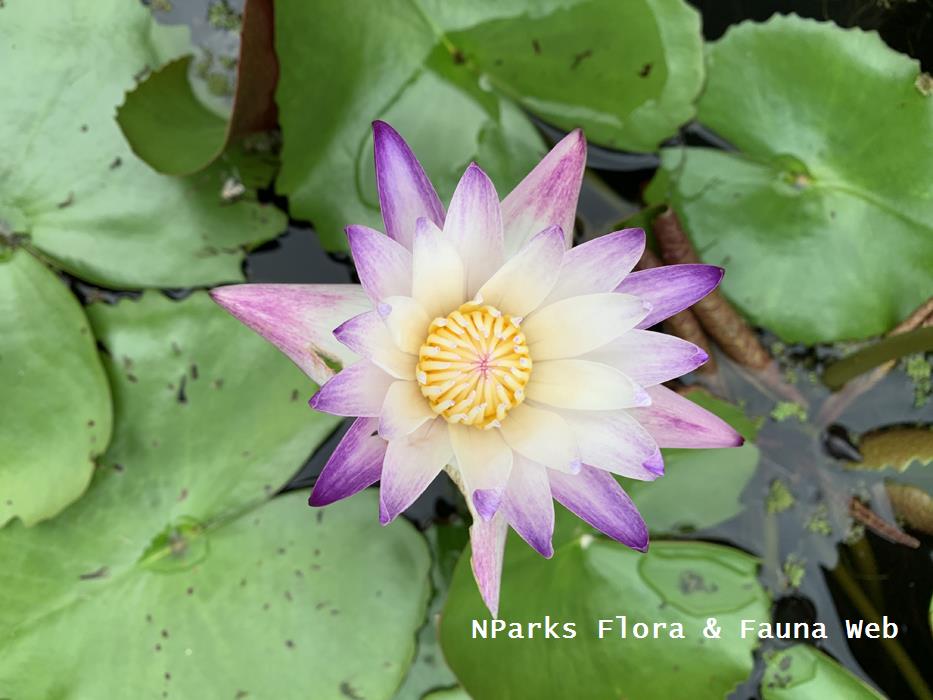 NParks | Nymphaea