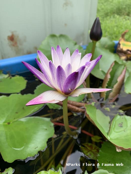NParks | Nymphaea