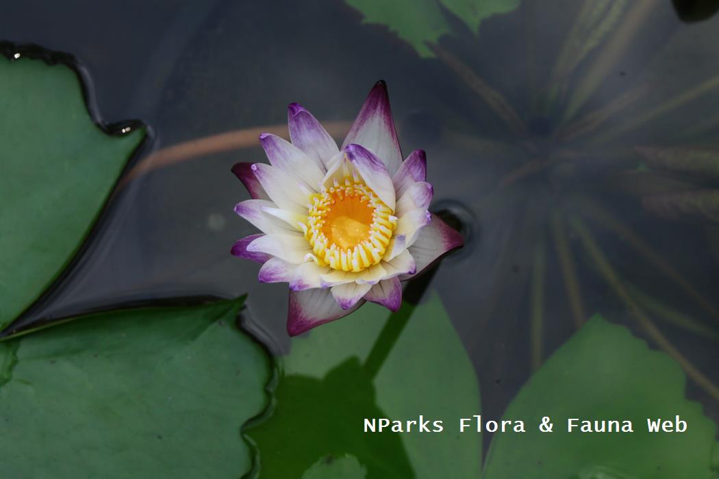 NParks | Nymphaea
