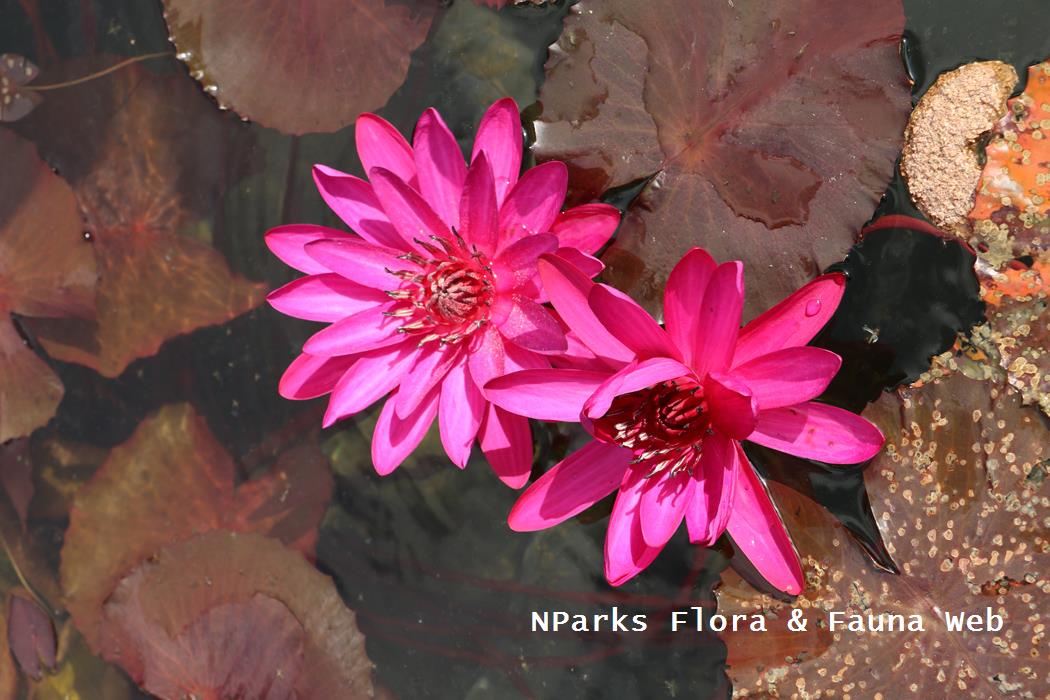 NParks | Nymphaea 'Red Flare'