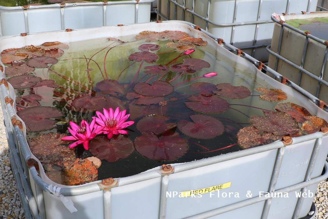 NParks | Nymphaea 'Red Flare'