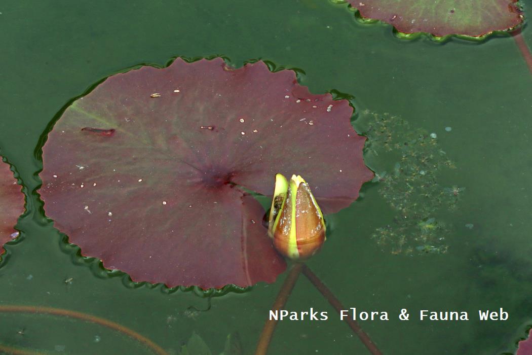 NParks | Nymphaea rudgeana