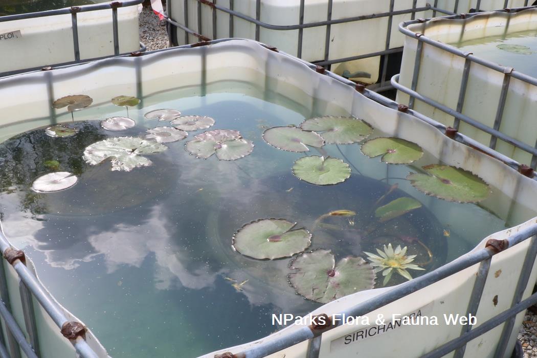 NParks | Nymphaea 'Sirichantra'