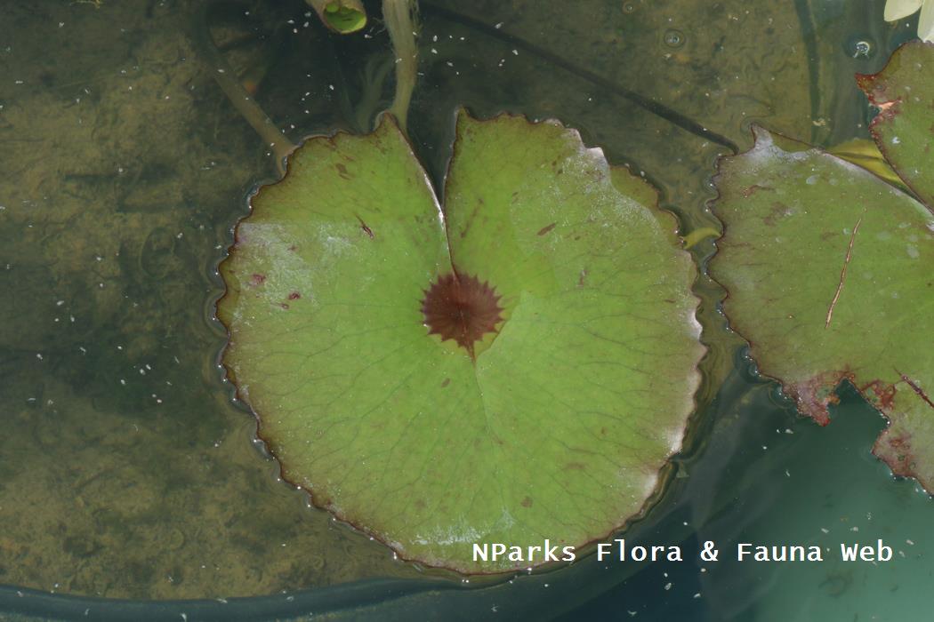 NParks | Nymphaea 'Sirichantra'