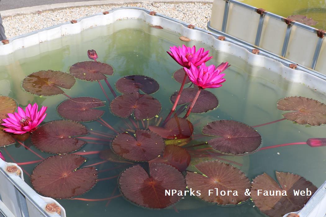 NParks | Nymphaea 'Tubtim Tara'