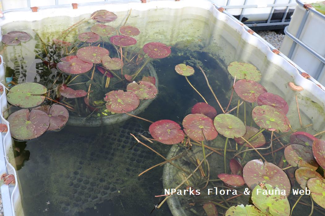 NParks | Nymphaea 'Wanvisa'