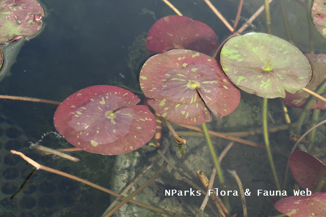 NParks | Nymphaea rudgeana