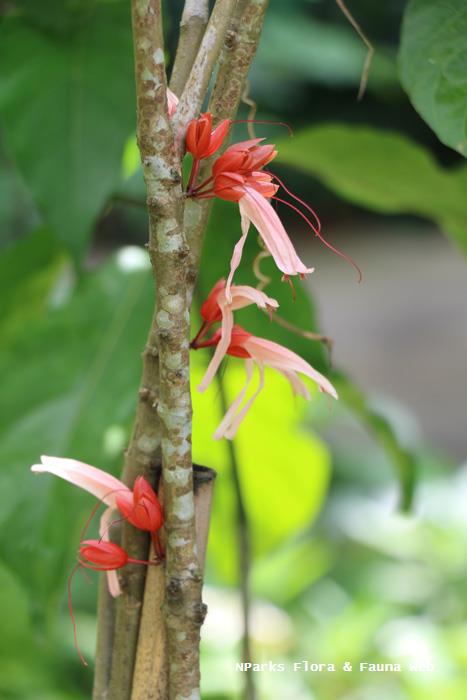 NParks | Calycacanthus magnusianus