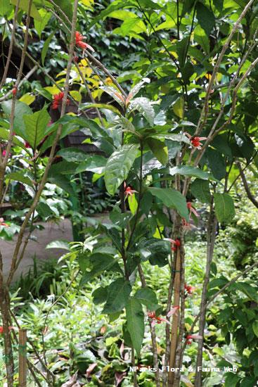 NParks | Calycacanthus magnusianus