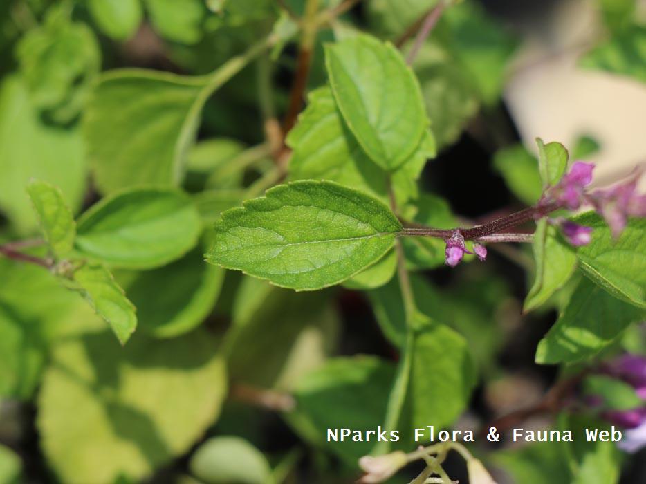 NParks | Ocimum labiatum