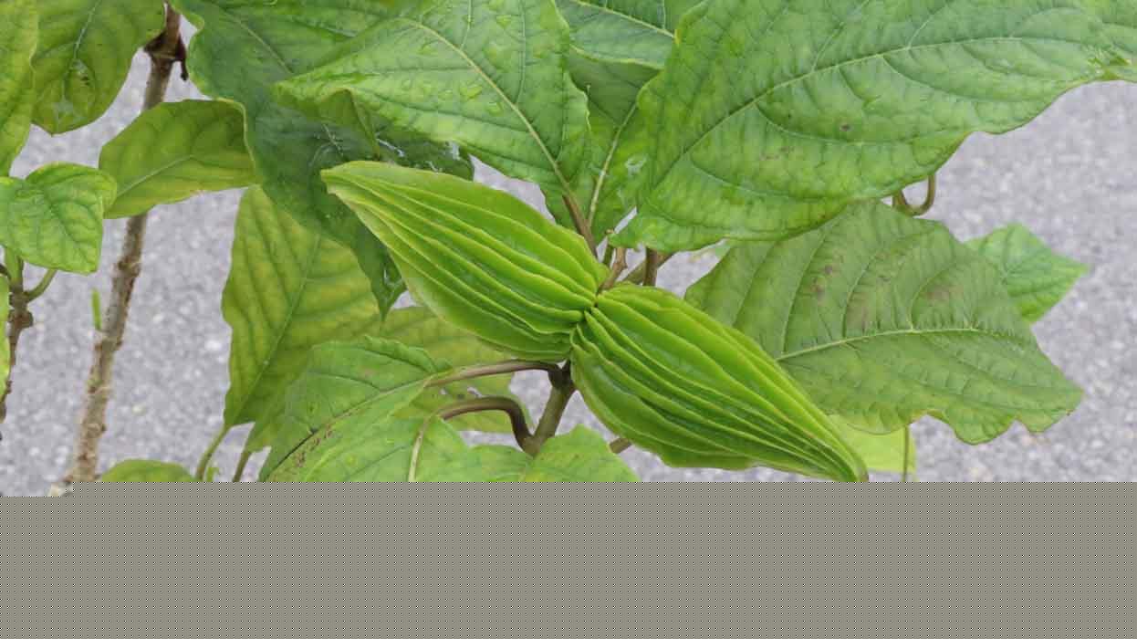 NParks | Myriopteron extensum