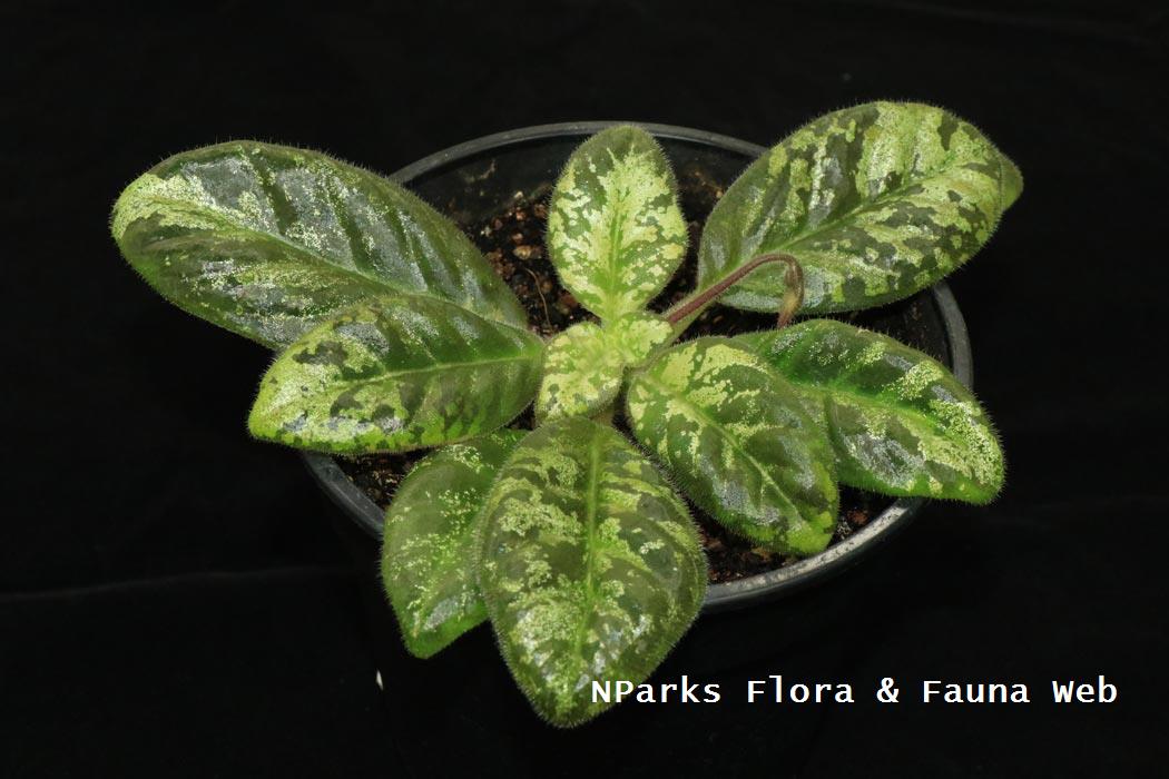 NParks | Michaelmoelleria vietnamensis