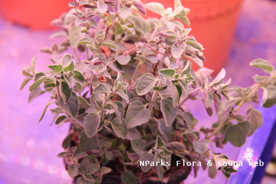 NParks | Origanum 'Hot & Spicy'
