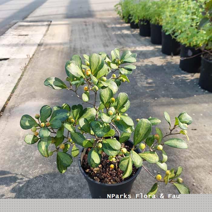 NParks | Ficus deltoidea (variegated)
