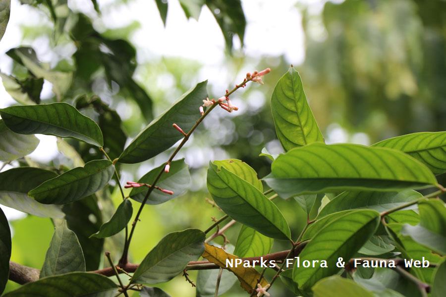 NParks | Prasoxylon excelsum