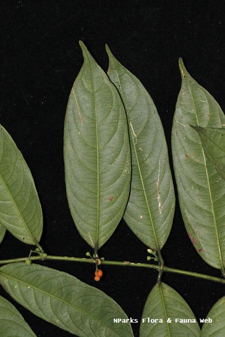 NParks | Urophyllum arboreum