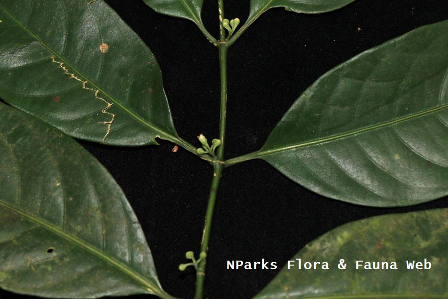 NParks | Urophyllum arboreum