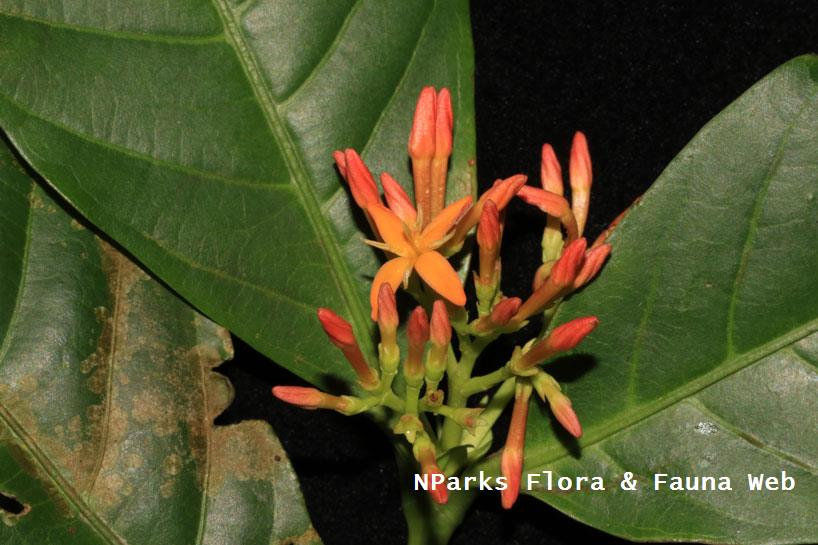 NParks | Ixora concinna