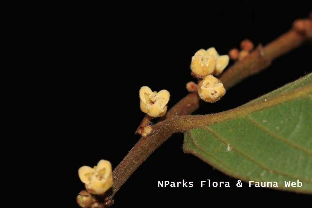 NParks | Popowia fusca