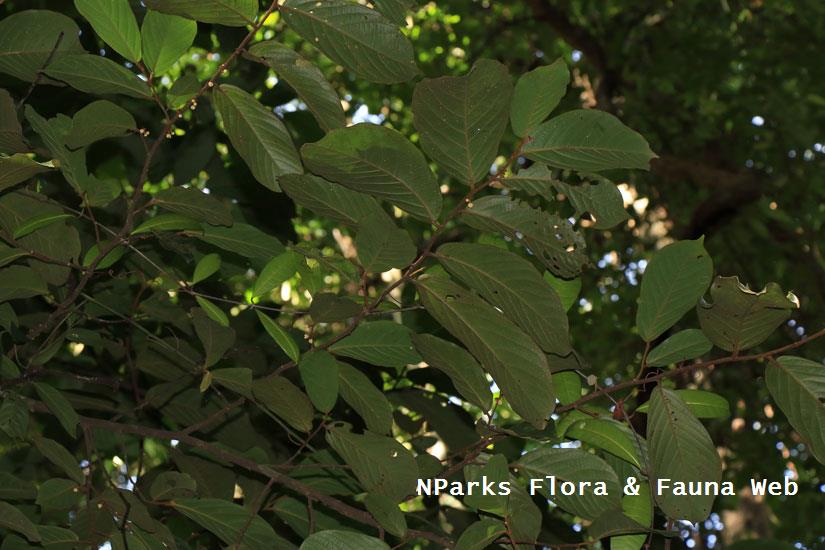 NParks | Popowia fusca