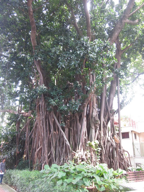 minecraft rubber tree location