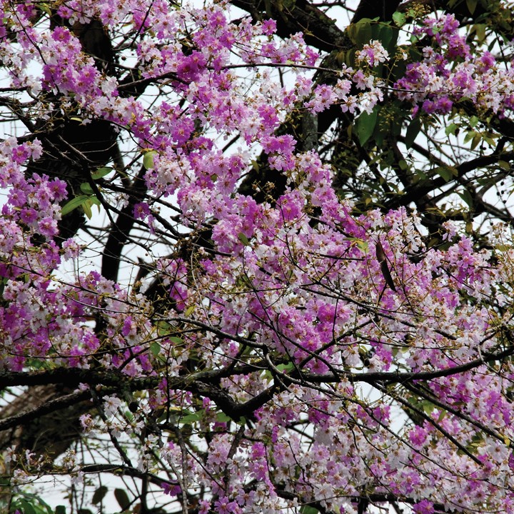 Malaysia Flowering Trees | Best Flower Site