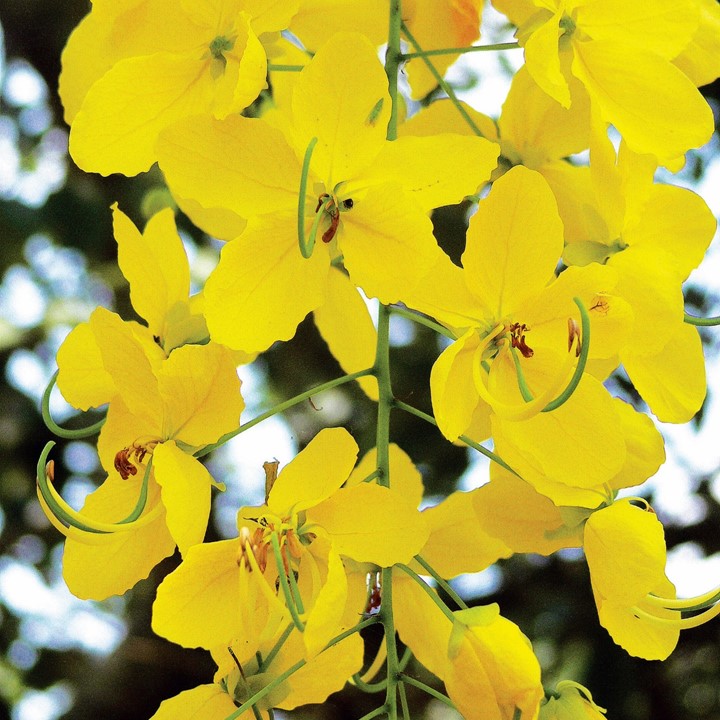 Identify Yellow Flowering Tree | Best Flower Site