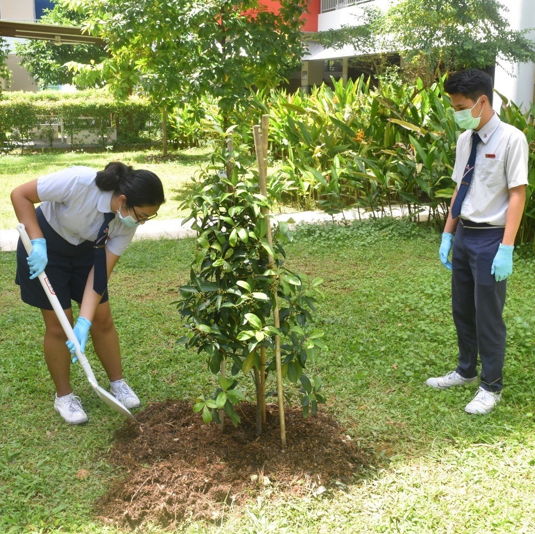 60 years of greening