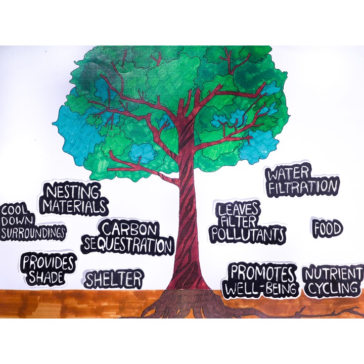 60 years of greening