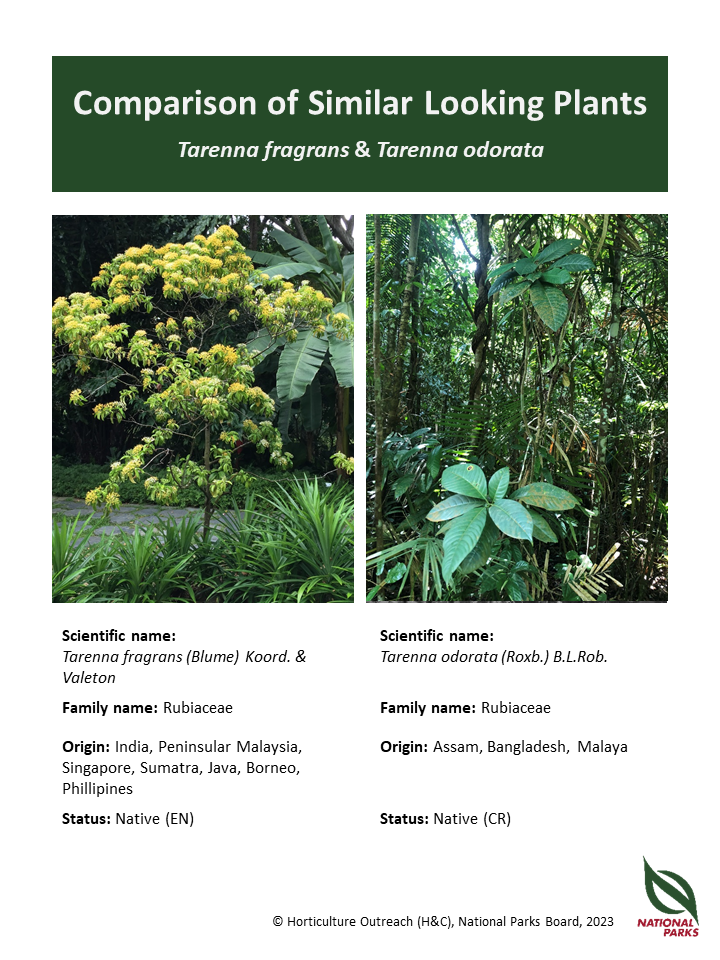 Comparison of Similar Looking Plants