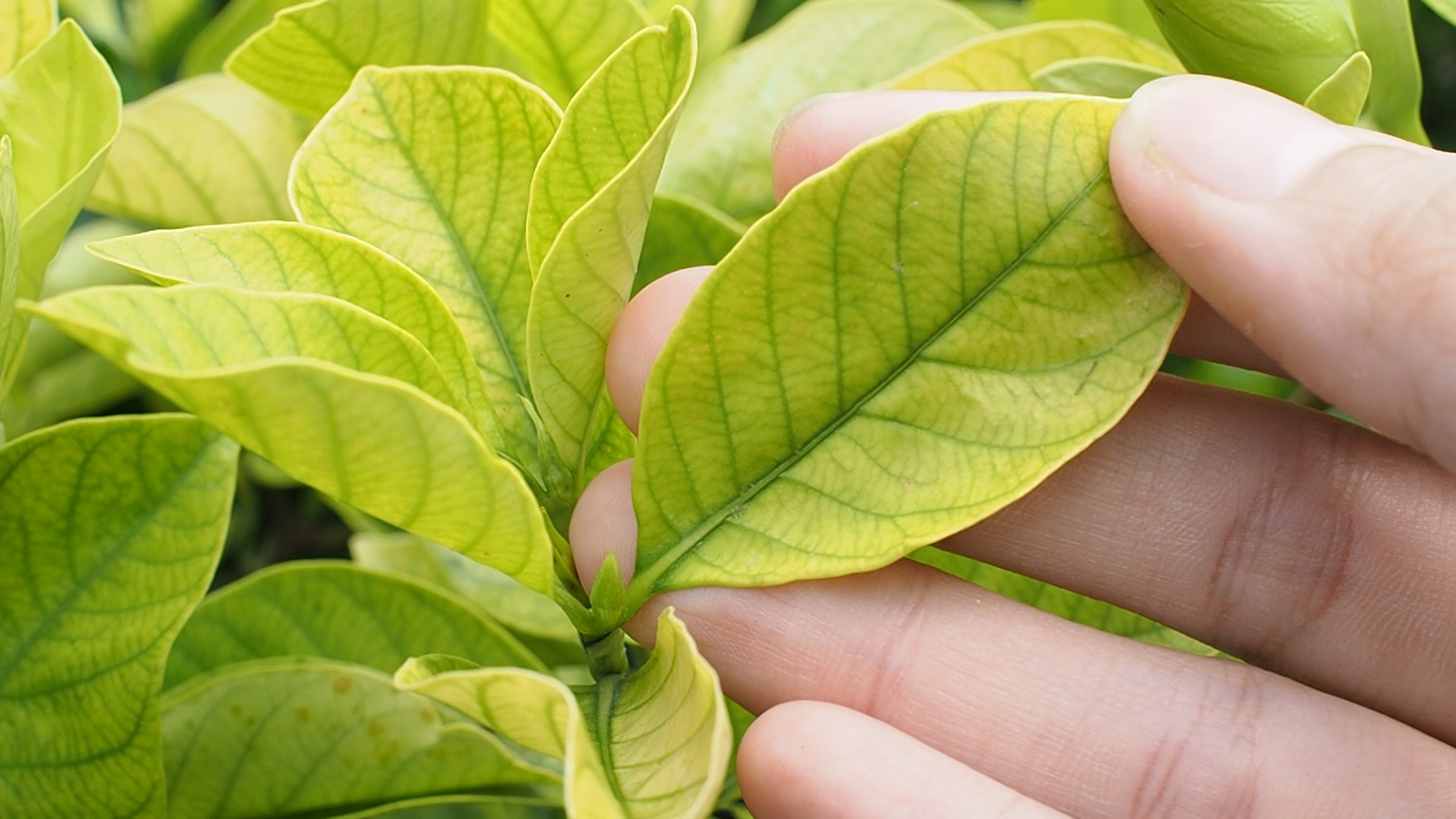 Identifying Nutrient Deficiency in Plants Identifying Nutrient Deficiency in Plants
