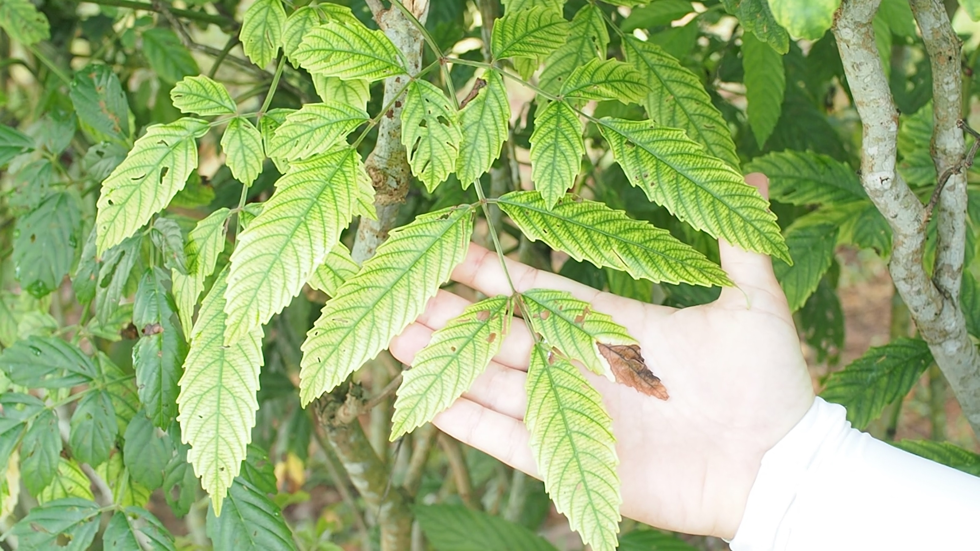 Identifying Nutrient Deficiency in Plants Identifying Nutrient Deficiency in Plants