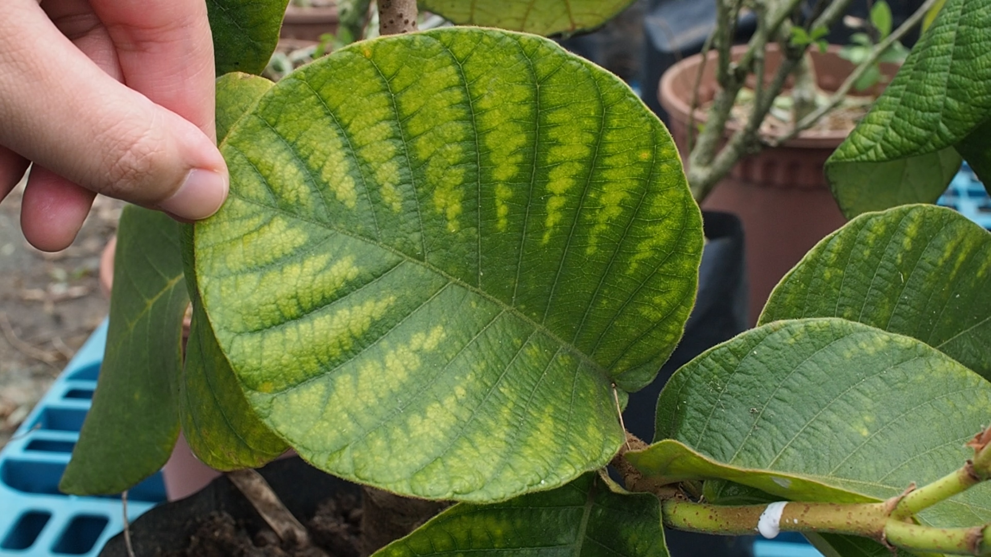 Identifying Nutrient Deficiency in Plants Identifying Nutrient Deficiency in Plants