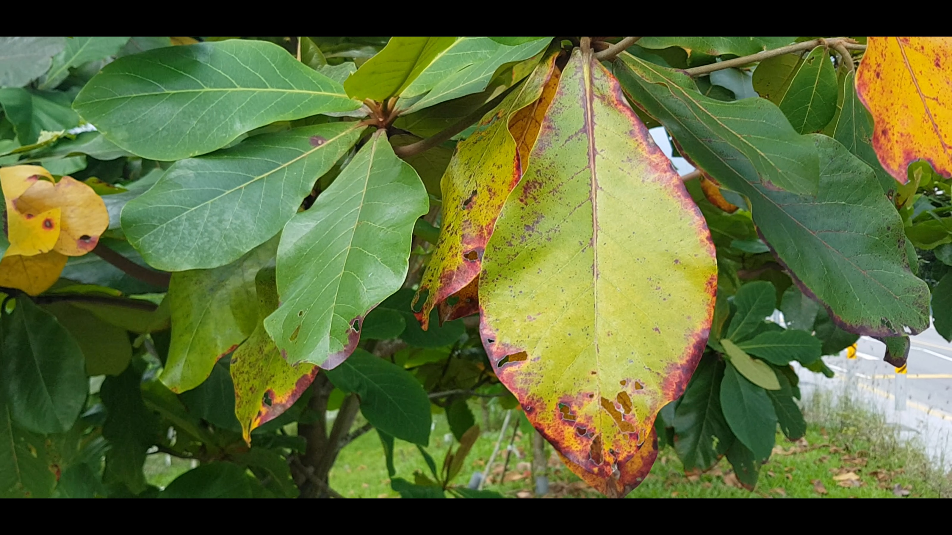 Identifying Nutrient Deficiency in Plants Identifying Nutrient Deficiency in Plants