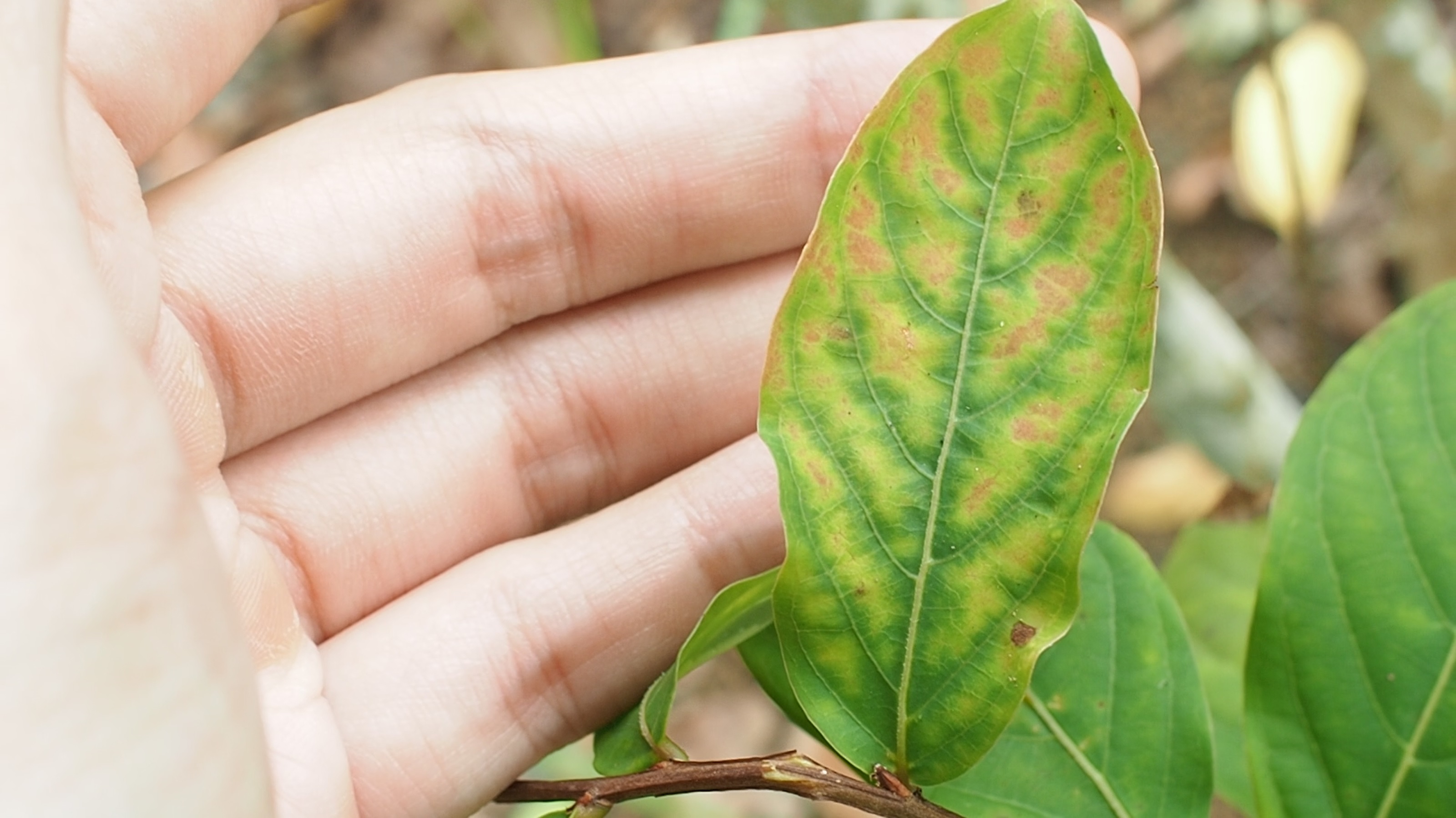 Identifying Nutrient Deficiency in Plants Identifying Nutrient Deficiency in Plants